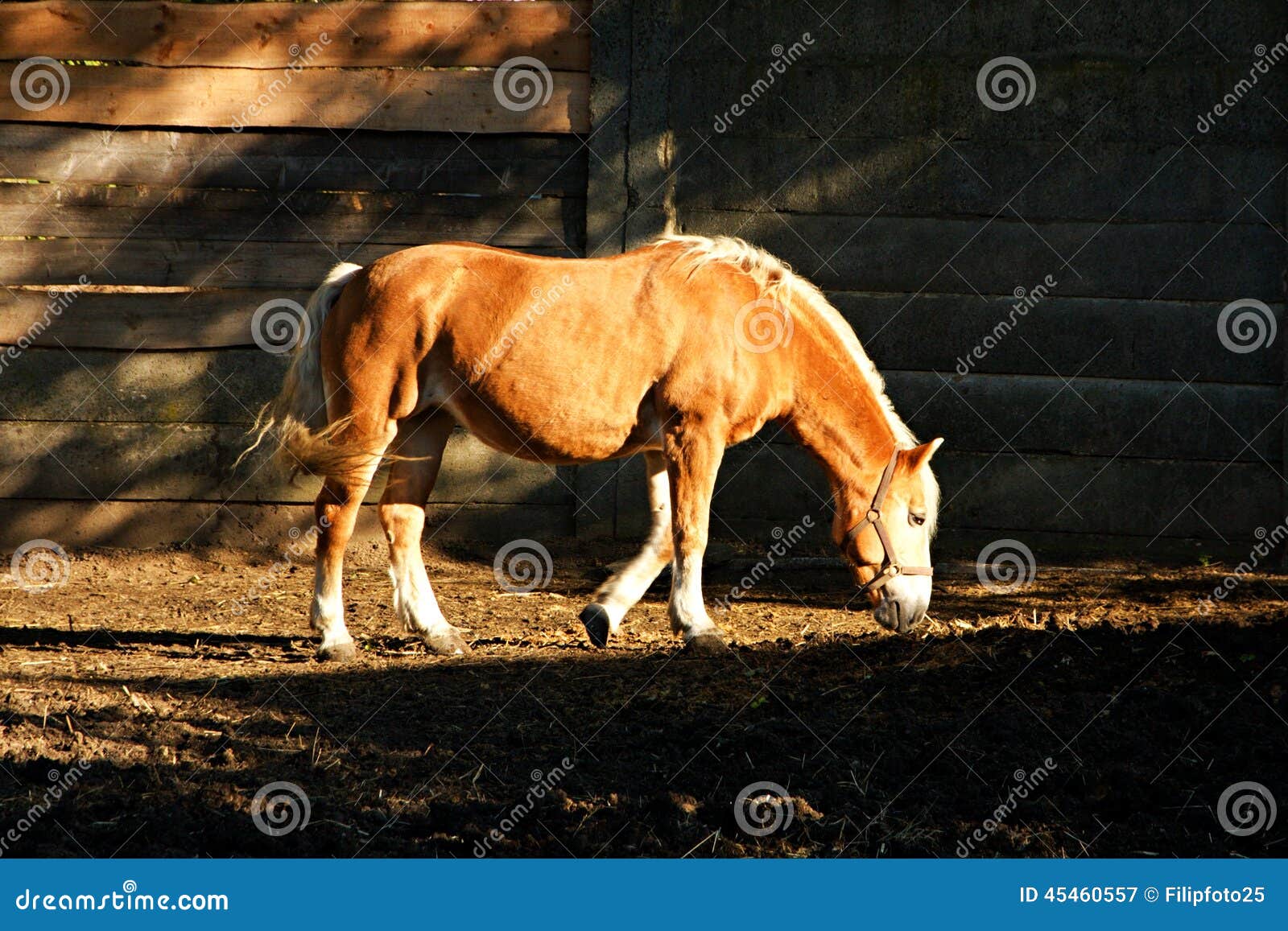 Stehendes Pferd getrennt stockbild. Bild von bauernhof - 45460557