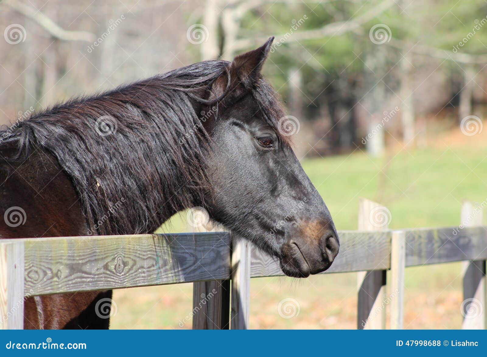 Stehendes Pferd getrennt stockfoto. Bild von pferdeartig - 47998688