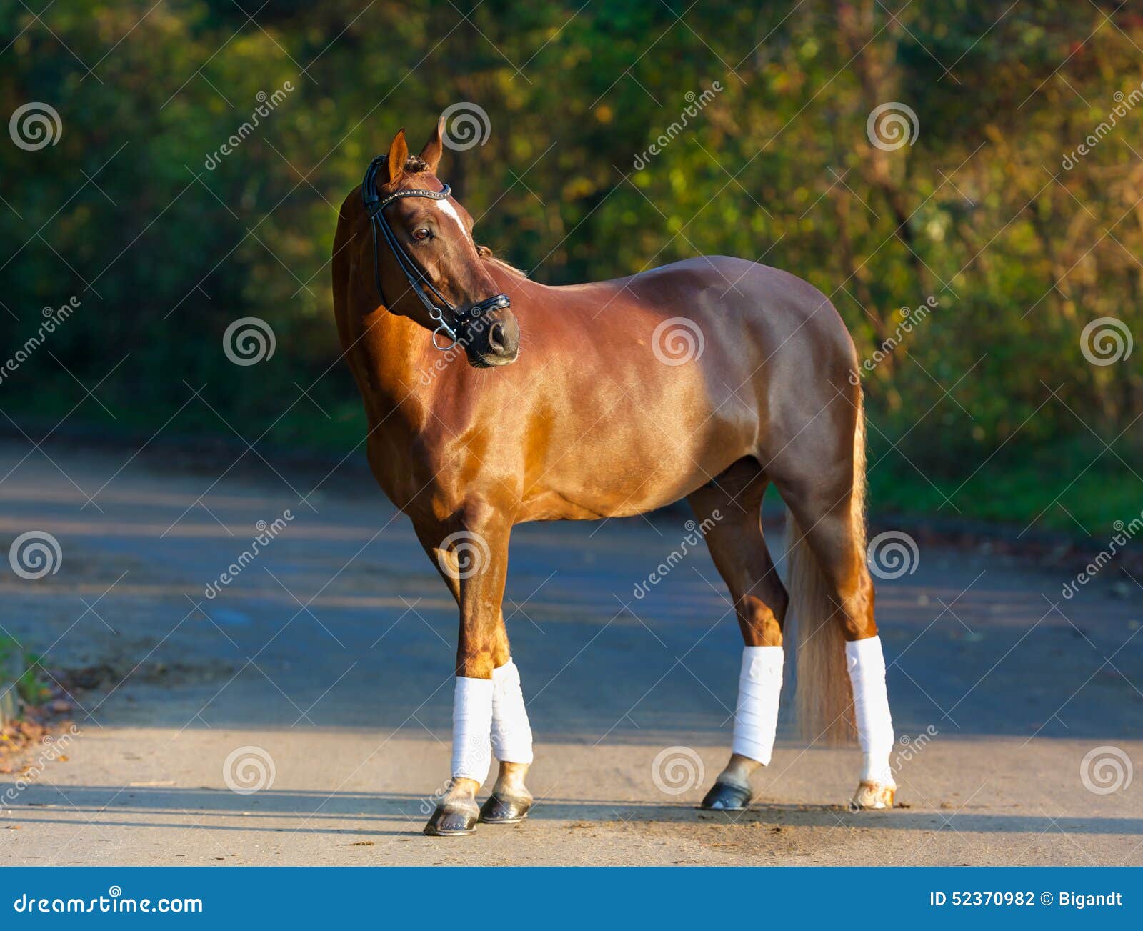 Stehendes Pferd getrennt stockfoto. Bild von nave, pferd - 52370982
