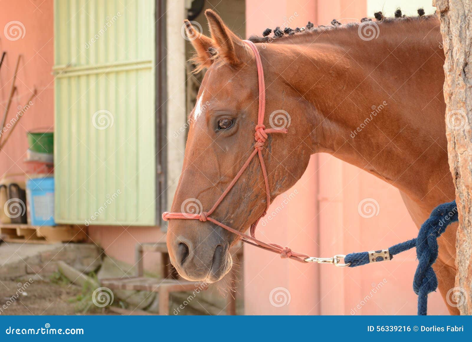 Stehendes Pferd getrennt stockfoto. Bild von stark, ranch - 56339216