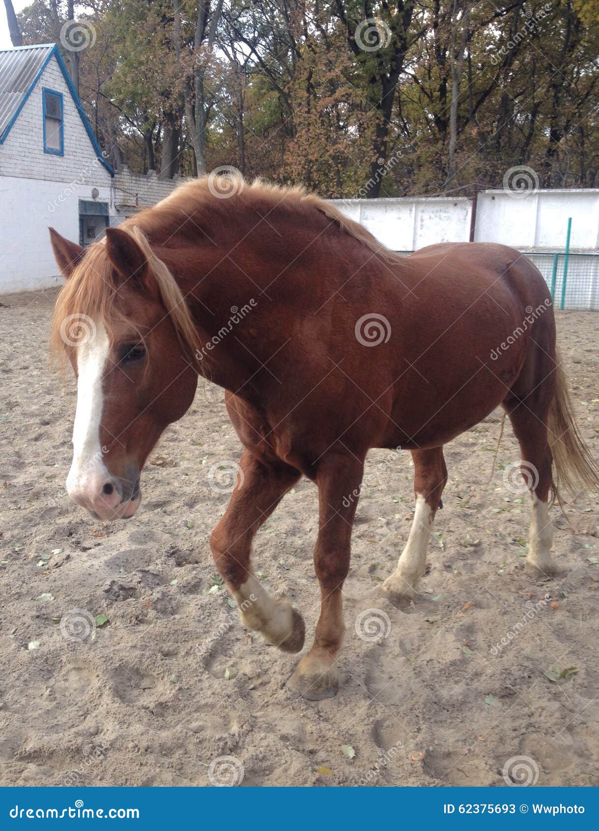 Stehendes Pferd getrennt stockbild. Bild von freiheit - 62375693