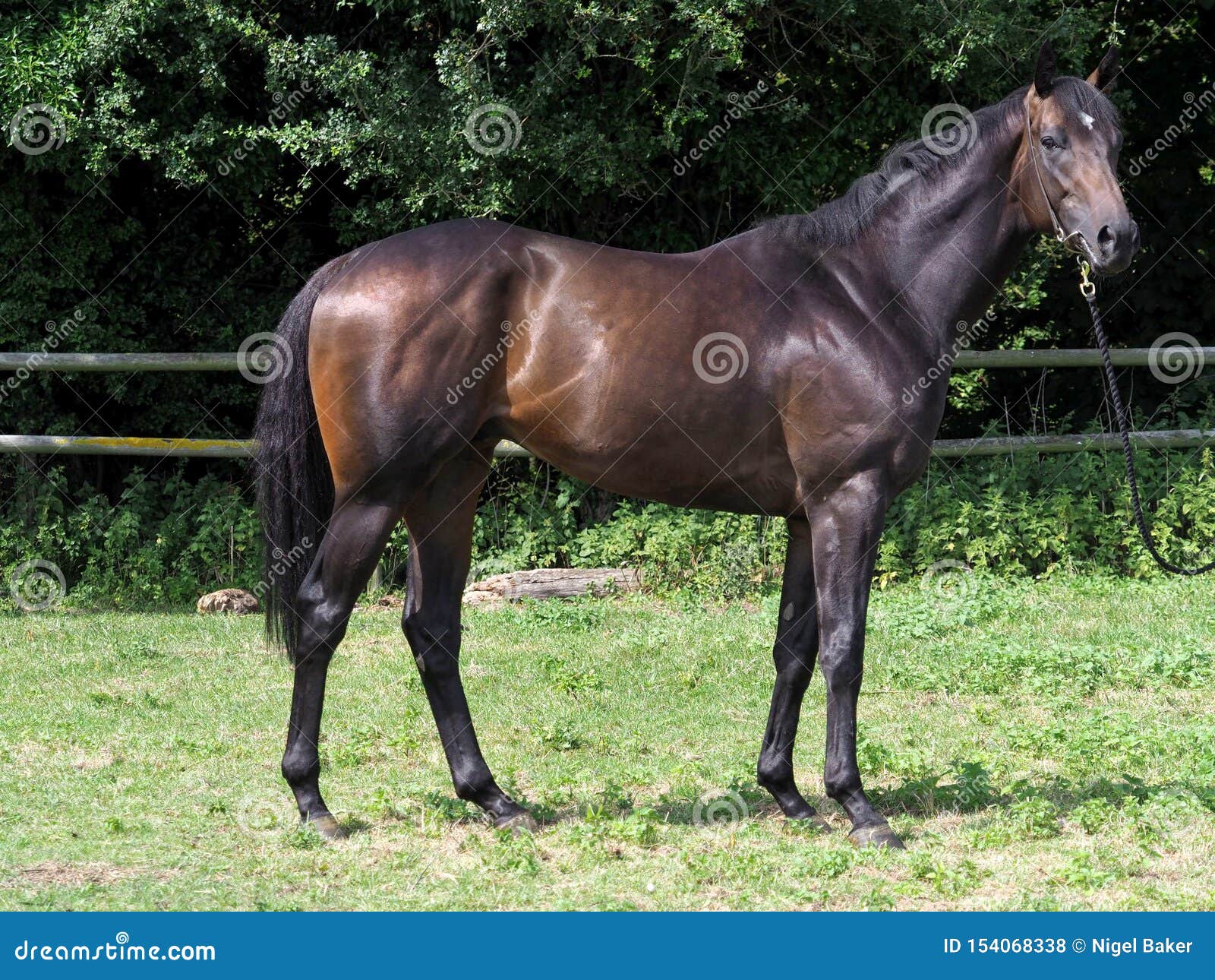 Stehendes Rennpferd stockfoto. Bild von reiter, blut - 154068338
