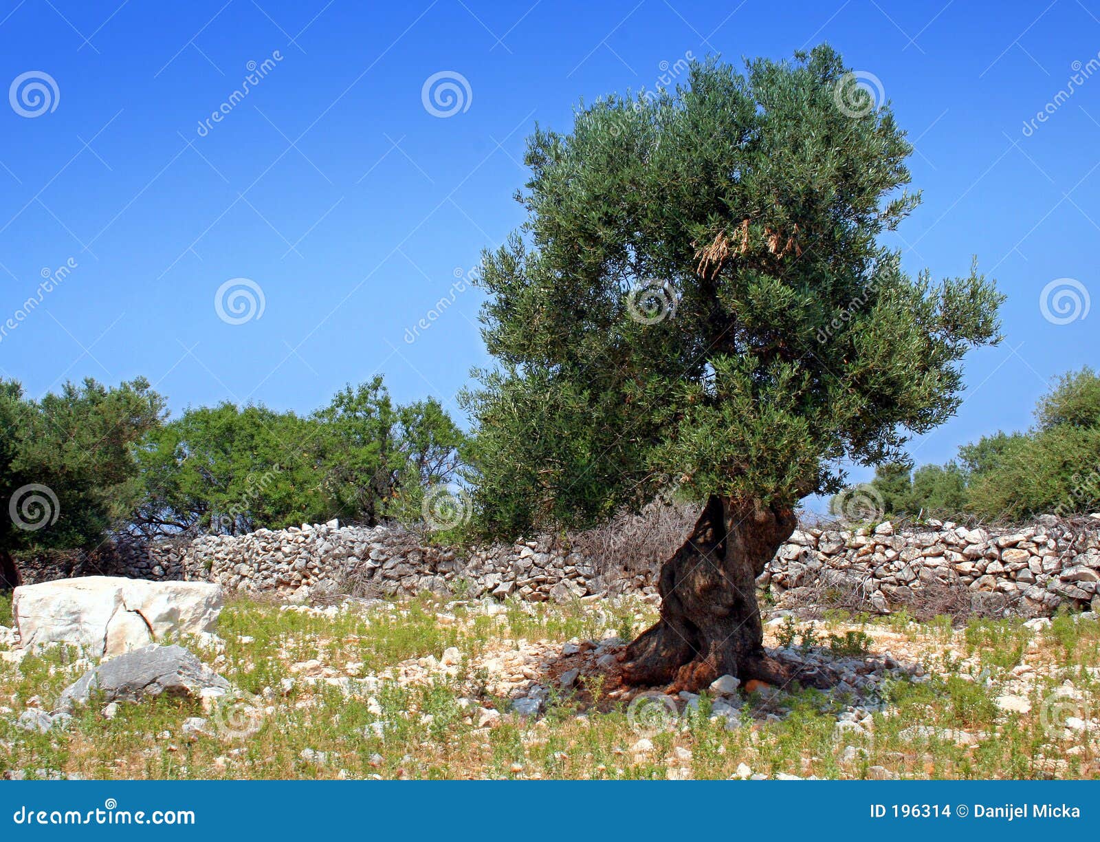 Stein und alter Olivenbaum stockfoto. Bild von schmieröl - 196314