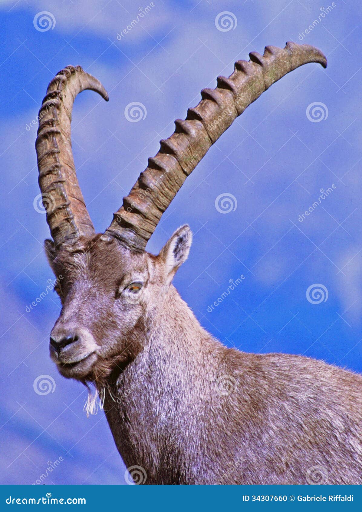 Steinbock close up stock photo. Image of ruminant, closeup - 34307660