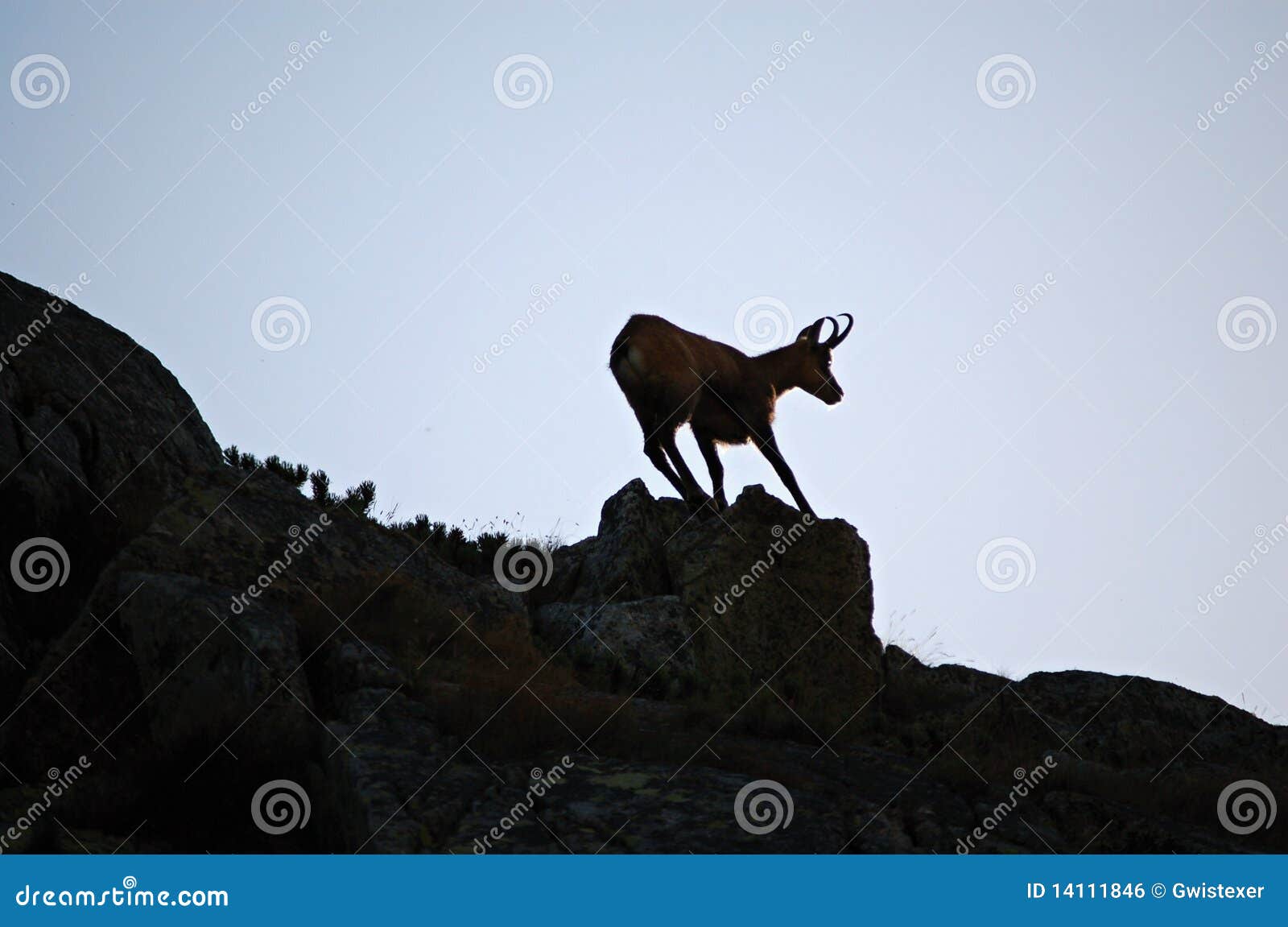 Steinbok stock photo. Image of nature, izzard, wildlife - 14111846