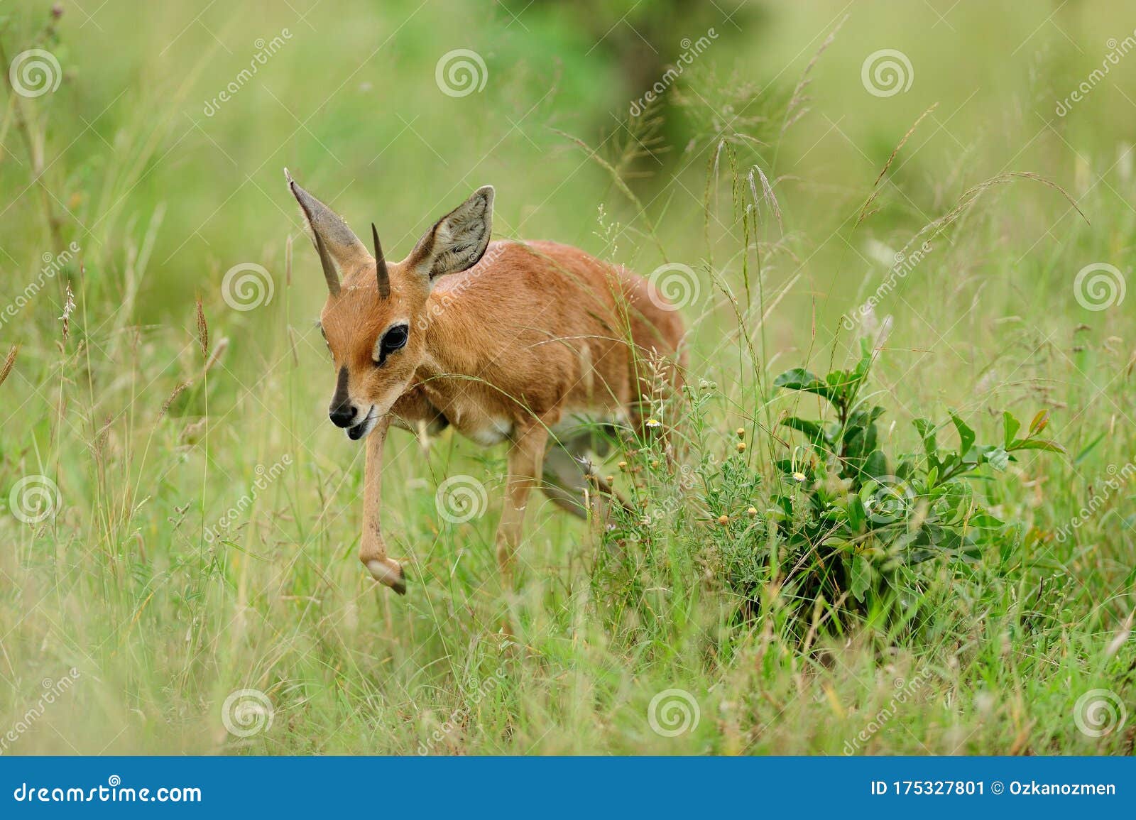 Steinbok in the wilderness stock image. Image of african - 175327801