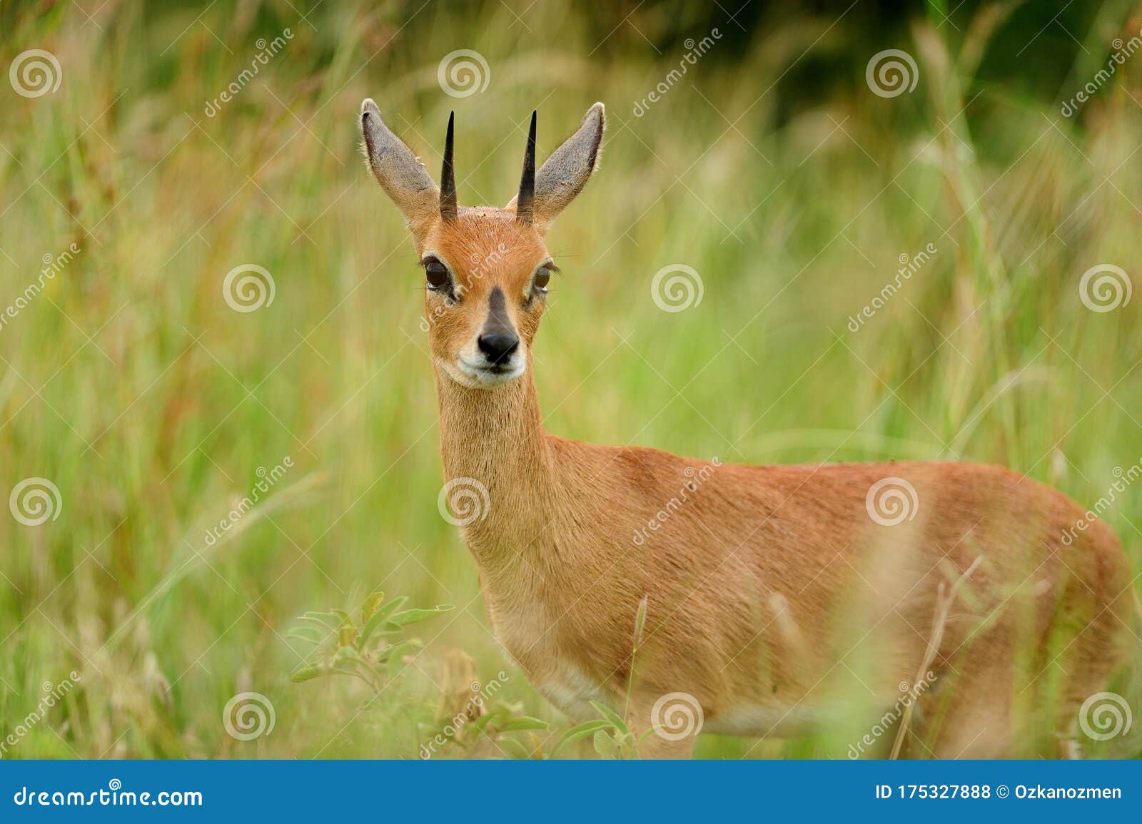 Steinbok in the wilderness stock photo. Image of small - 175327888