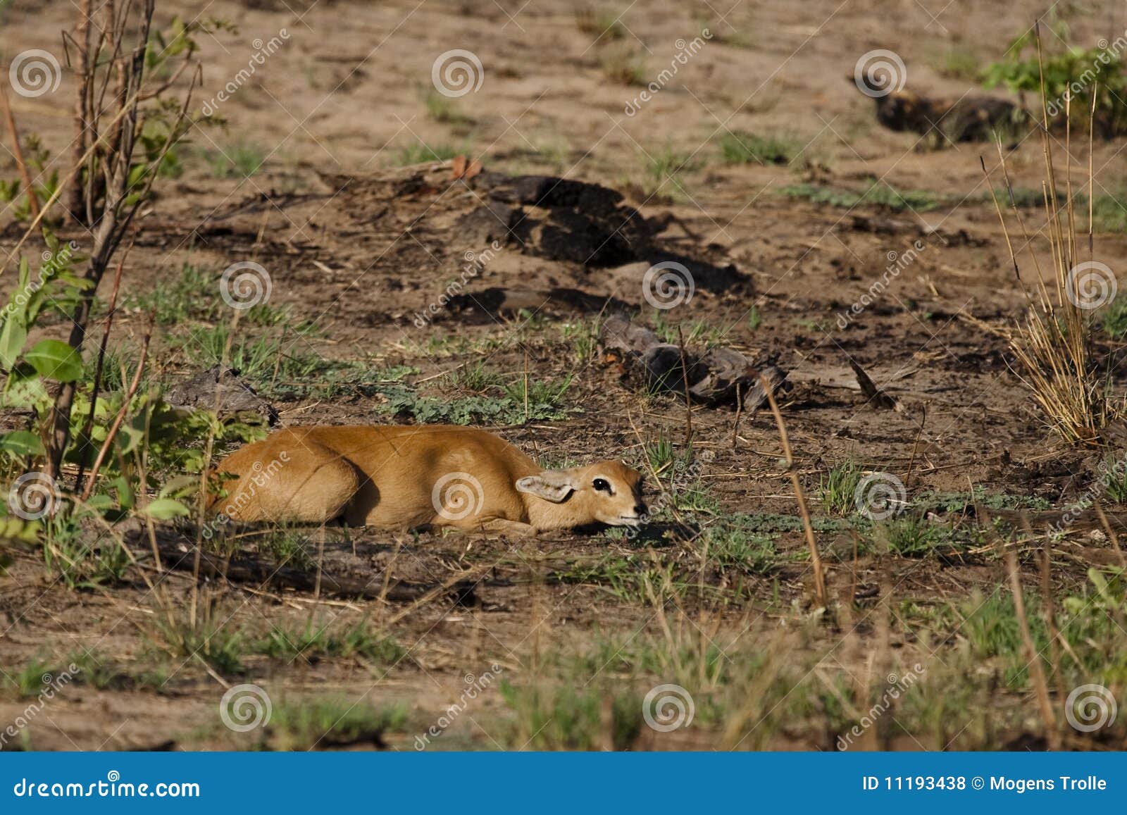 Steinbuck hiding, Botswana stock photo. Image of antelope - 11193438
