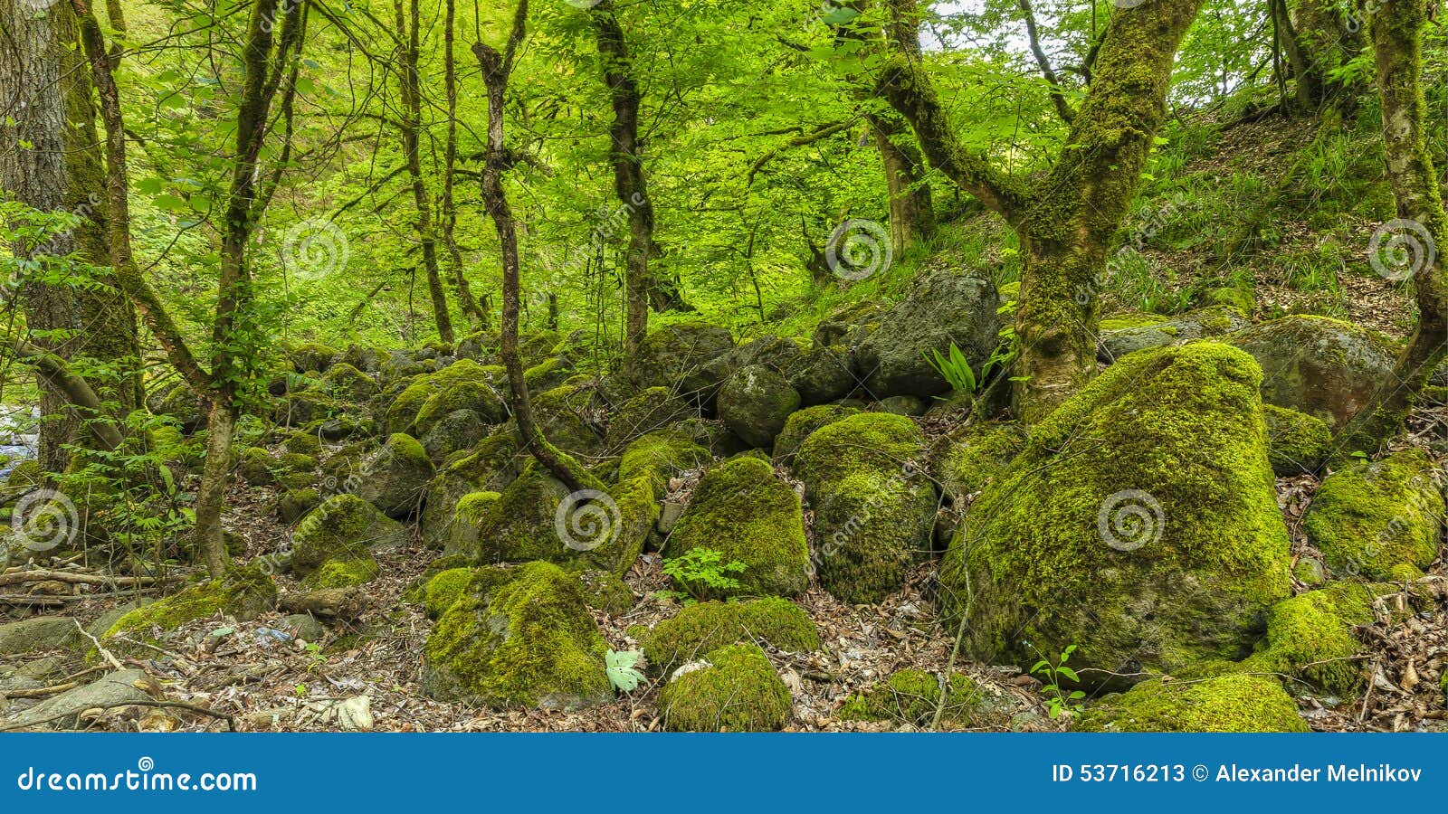 Steine Bedeckt Mit Moos Im Wald Stockbild - Bild von stapel, pflanzen ...