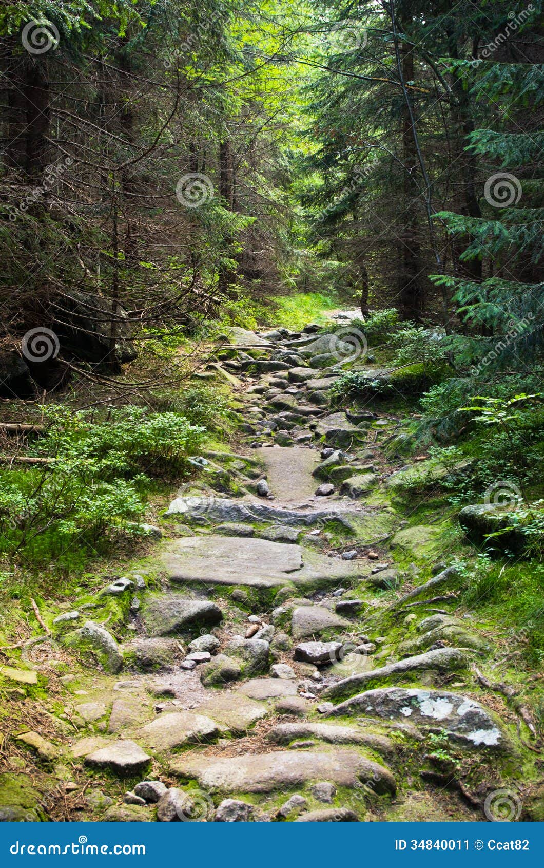 Steiniger Weg im Wald stockbild. Bild von laub, koniferen - 34840011