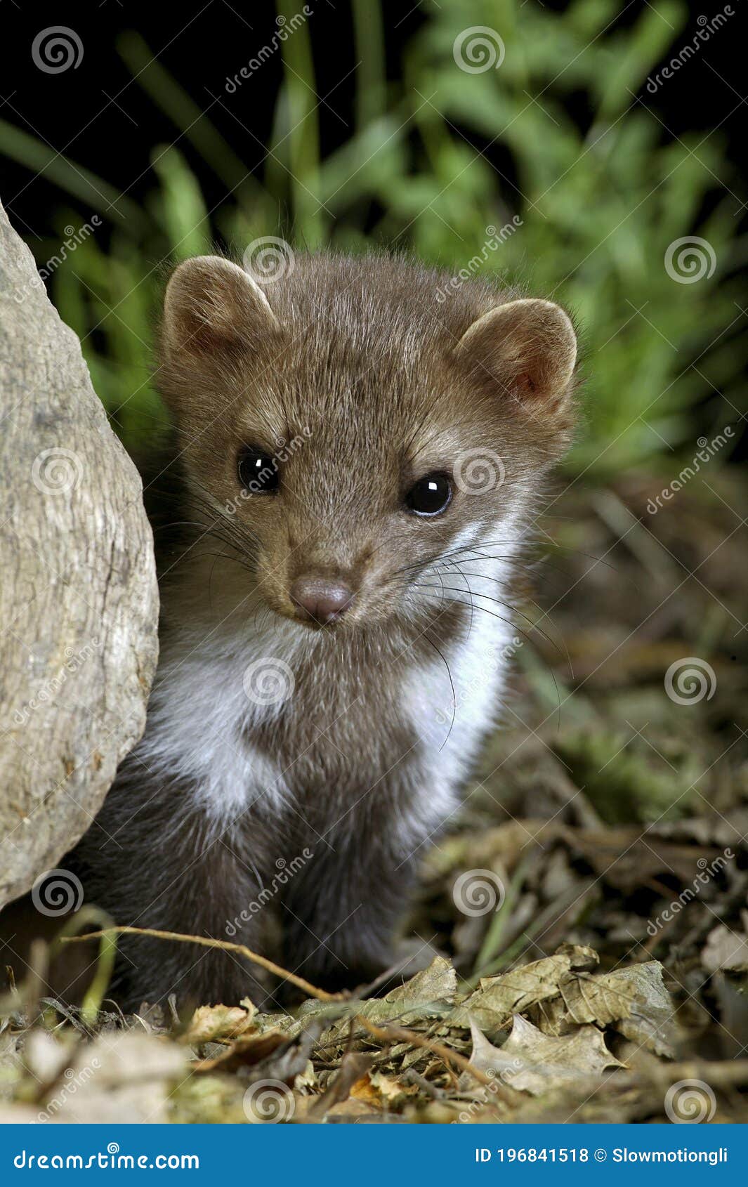 Steinmarder Oder Buchen-Marder, Martes Foina, Junge Stockfoto - Bild ...