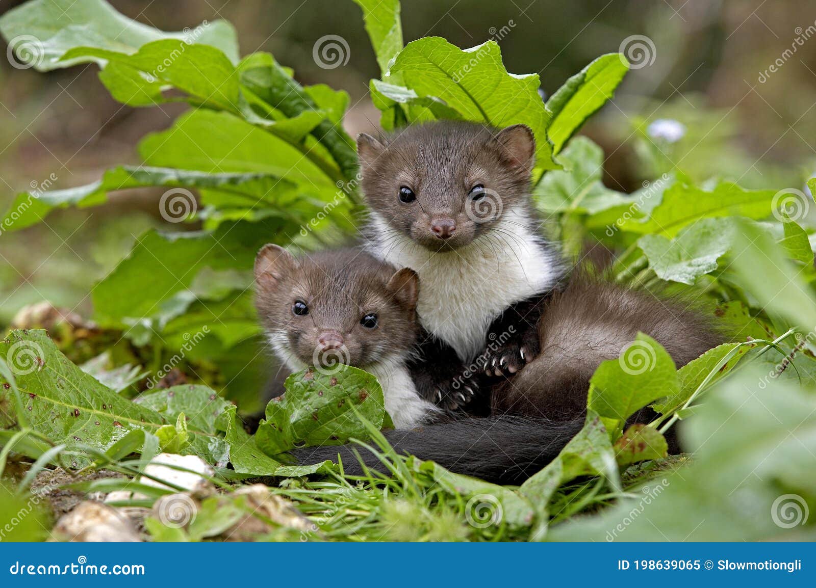 Steinmarder Oder Buchen-Marder, Martes Foina, Junge, Der Normandie ...