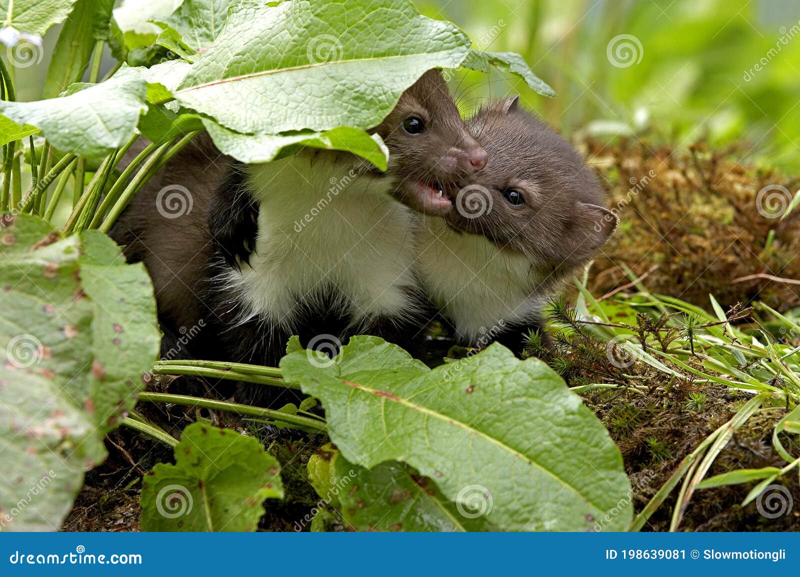 Steinmarder Oder Buchen-Marder, Martes Foina, Junge, Der Normandie ...