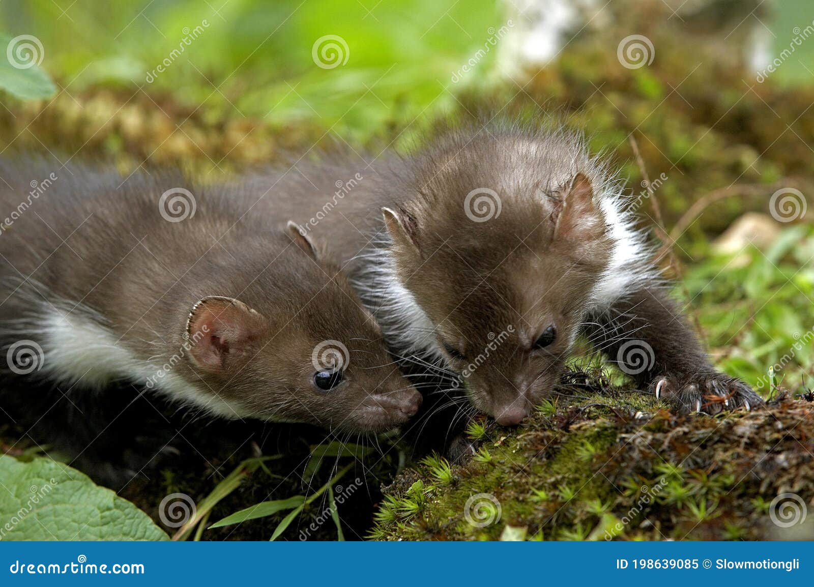 Steinmarder Oder Buchen-Marder, Martes Foina, Junge, Der Normandie ...