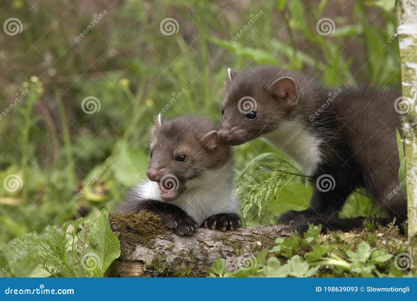 Steinmarder Oder Buchen-Marder, Martes Foina, Junge, Der Normandie ...