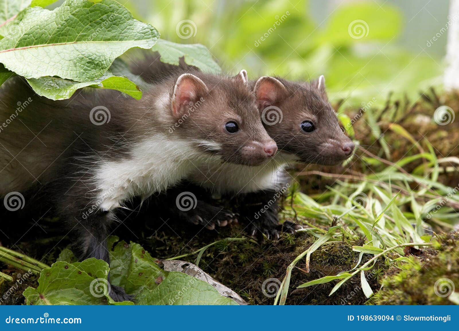 Steinmarder Oder Buchen-Marder, Martes Foina, Junge, Der Normandie ...