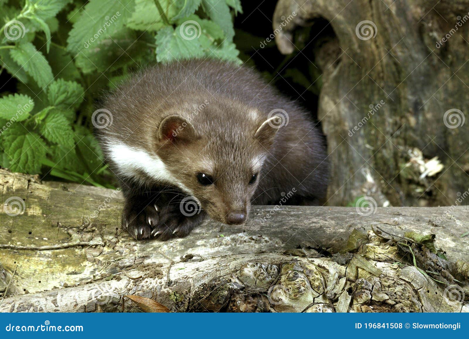 Steinmarder Oder Buchen-Marder, Martes Foina, Junge Stellung Auf Stumpf ...