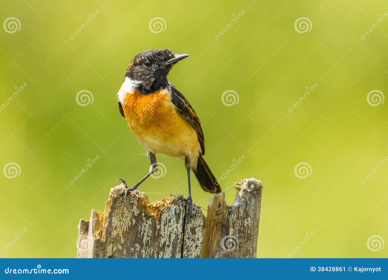Stejneger s Stonechat stock image. Image of natural, animal - 38428861