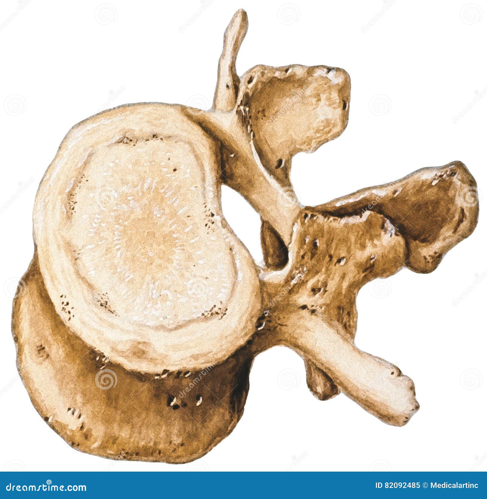 Stekel - Lumbale Ruggewervel Stock Illustratie - Illustration of ...