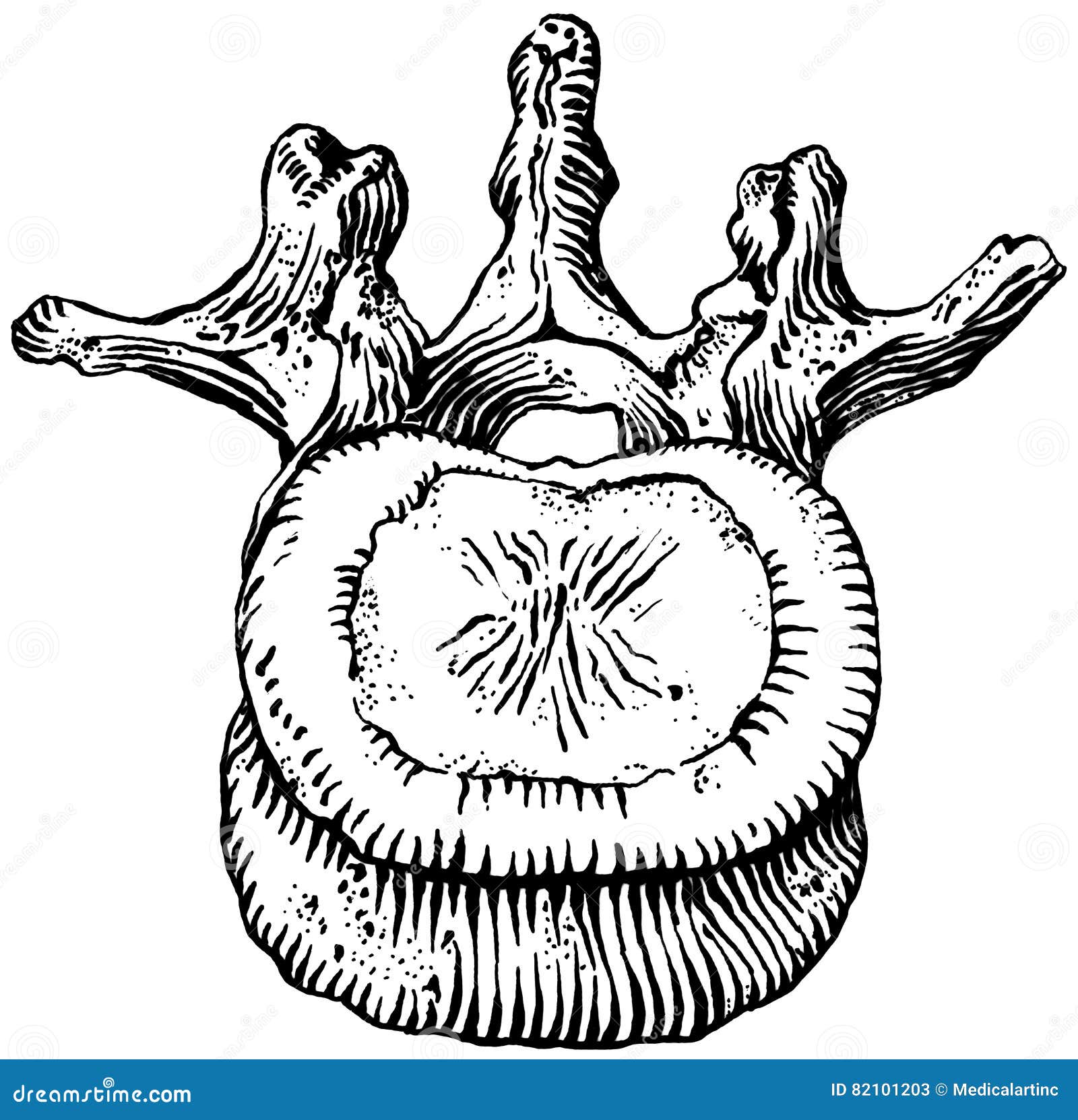 Stekel - Lumbale Ruggewervel Stock Illustratie - Illustration of ...