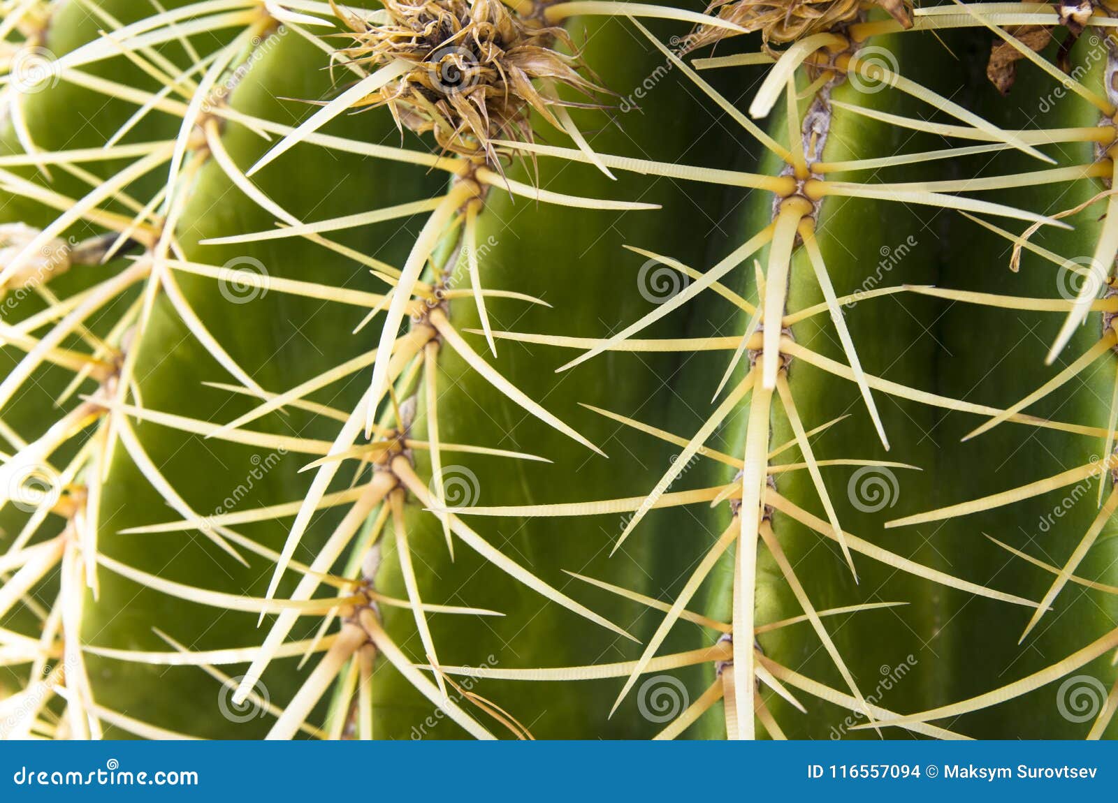 Stekels op cactus, stock foto. Image of cactussen, plantkunde - 116557094