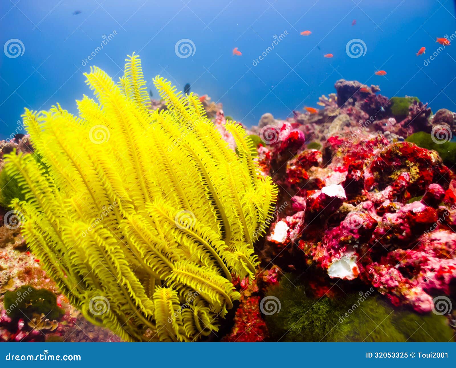 Stella del mar Giallo immagine stock. Immagine di svago - 32053325