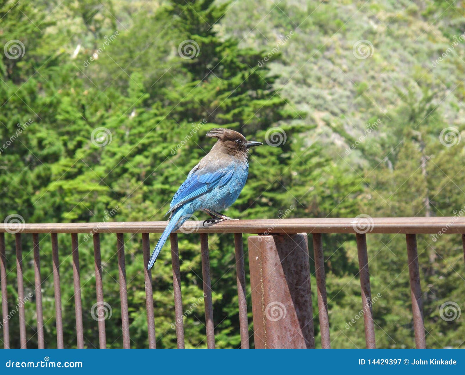 Stellar Jay stock image. Image of warm, colorful, wildlife - 14429397
