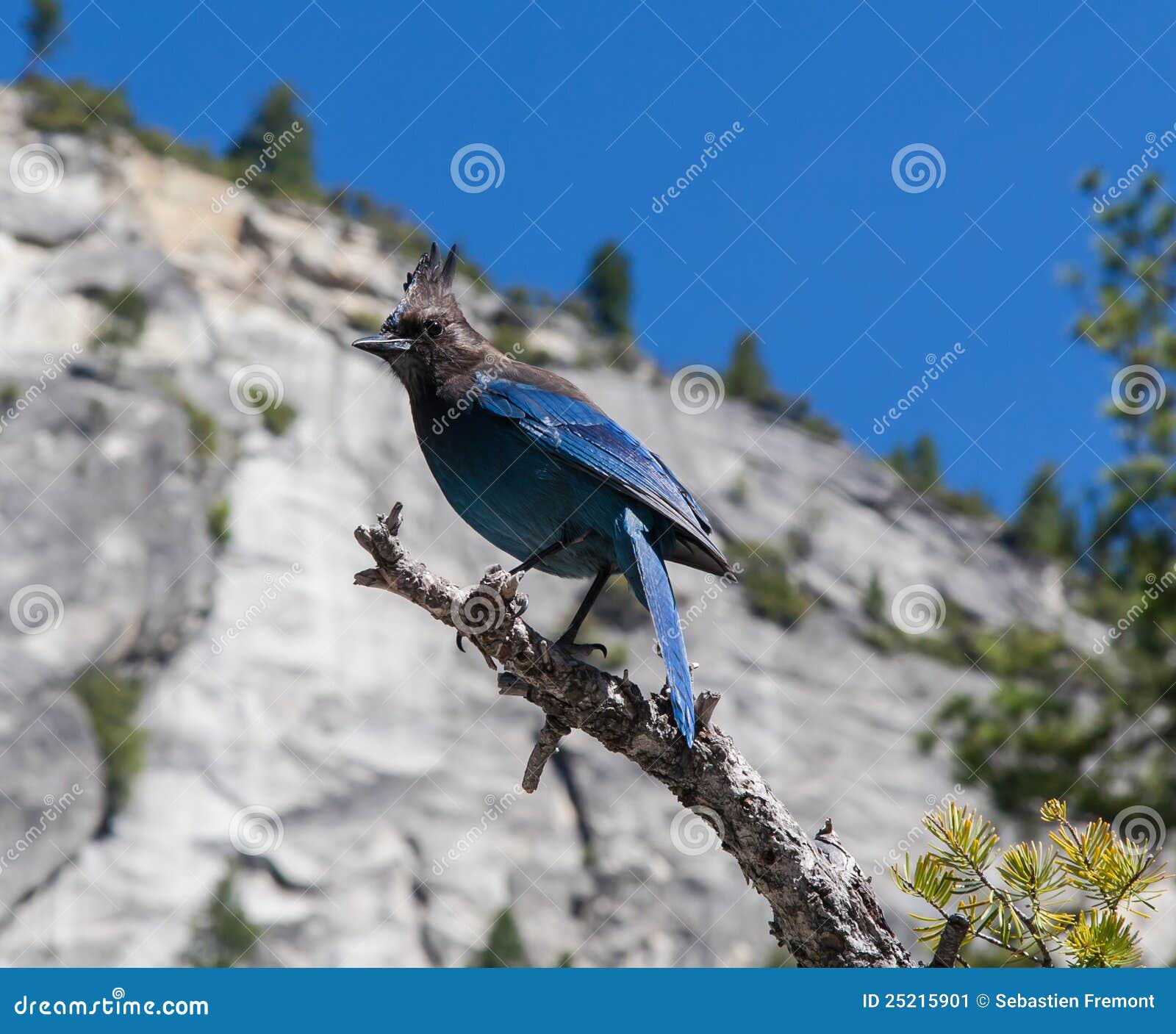 Stellar Jay stock image. Image of coast, outdoors, cyanocitta - 25215901