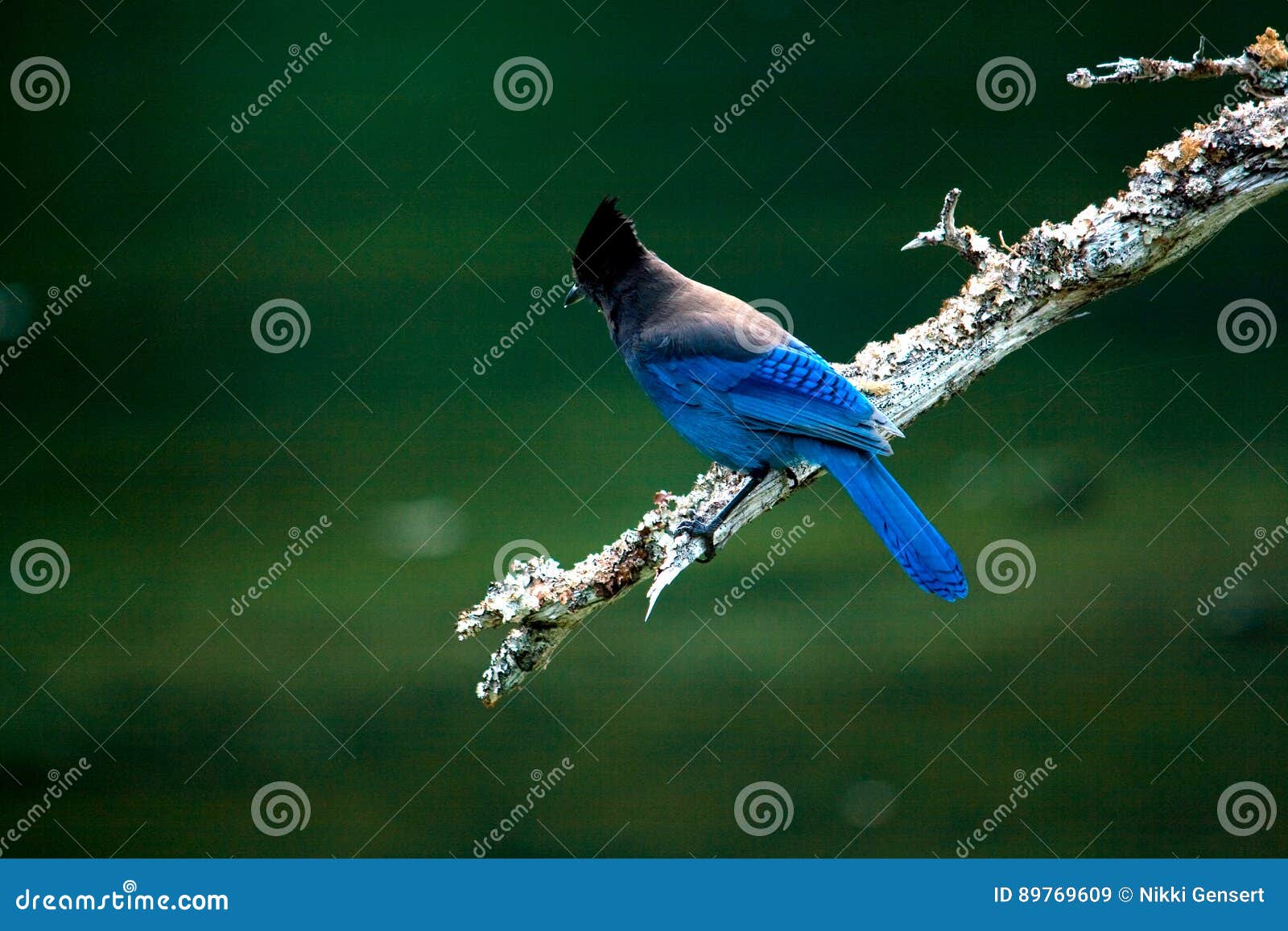 Stellar Jay Bird on Branch stock image. Image of animal - 89769609