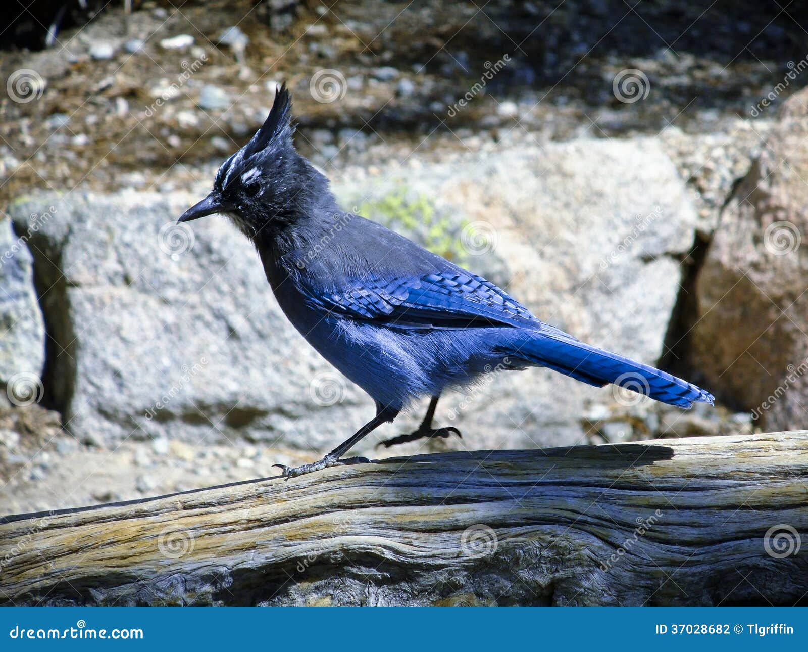 Stellar Jay stock photo. Image of crested, park, ornithology - 37028682