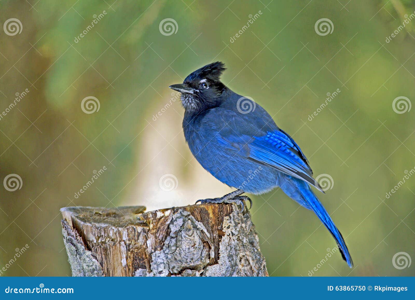 Stellar Jay stock photo. Image of canada, crest, wildlife - 63865750
