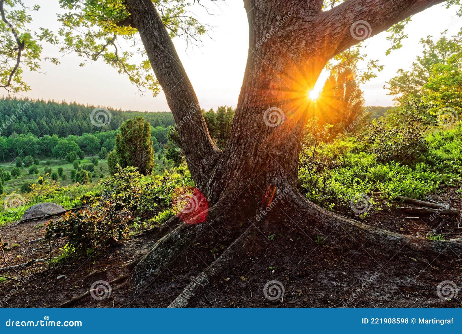 Orange Sunstar at Oak Tree Trunk in Heath Landscape, Sunset Scene Stock ...