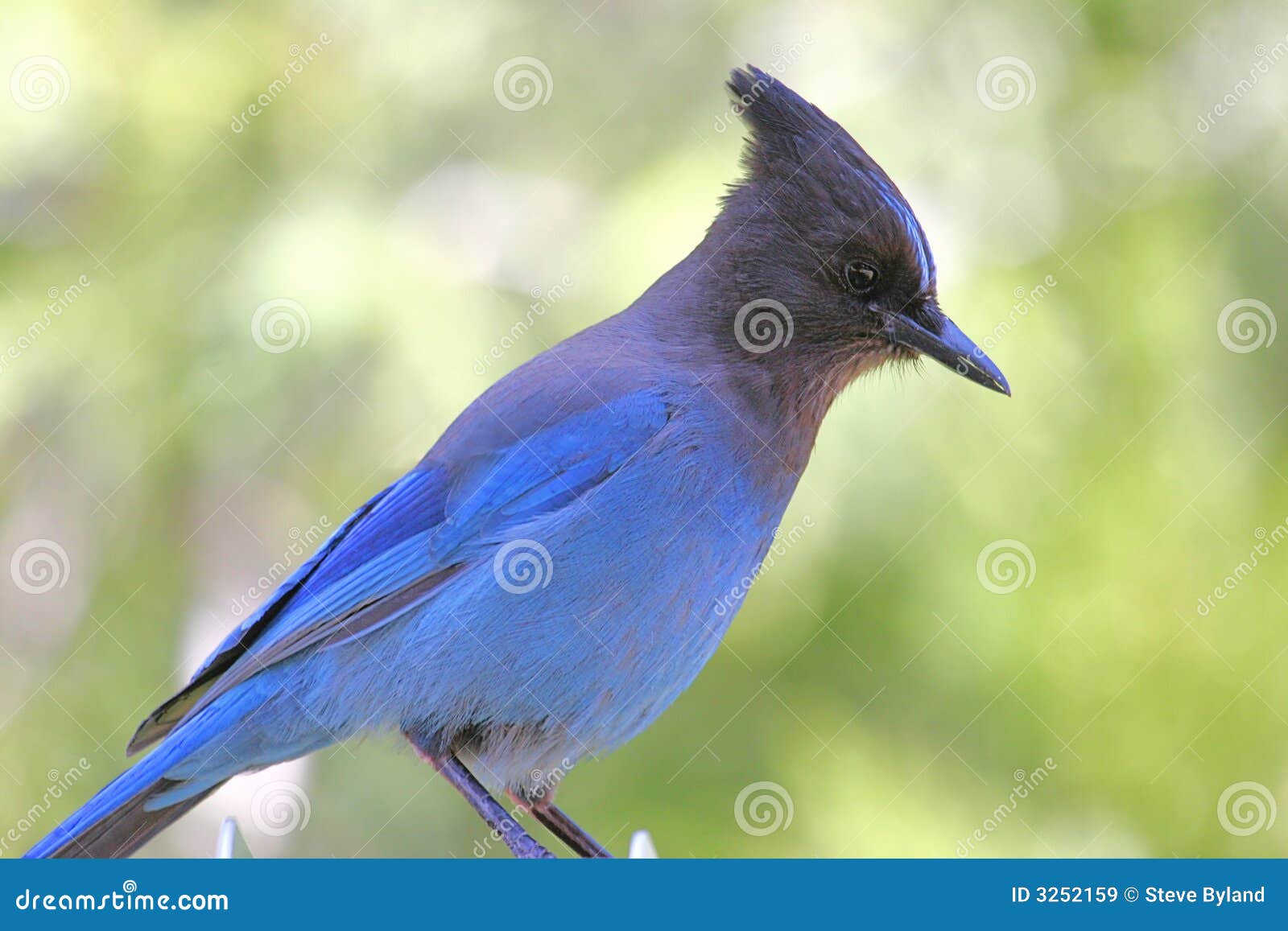 Stellar s Jay stock image. Image of blue, feathers, stellar - 3252159