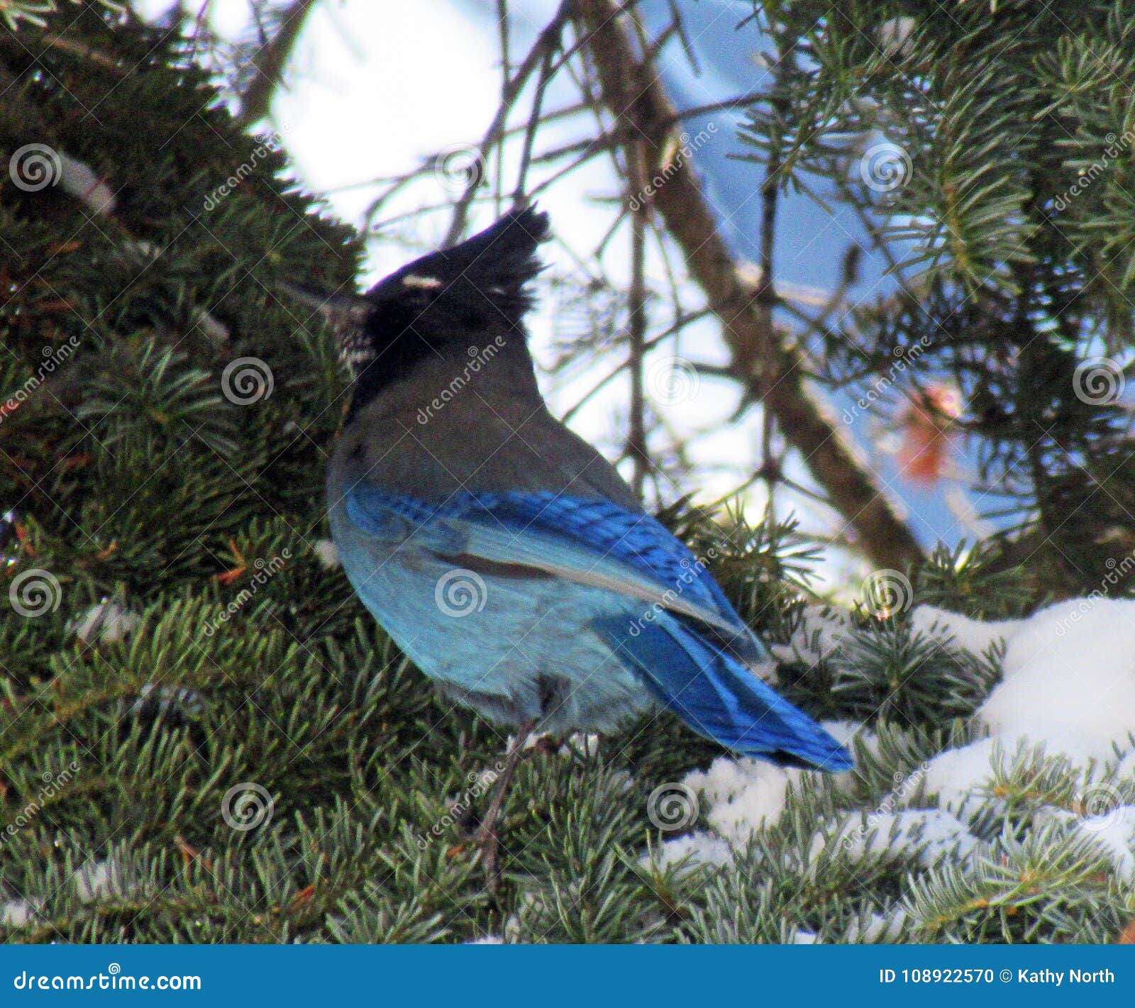 Stellars Jay in Spruce Tree in Winter Stock Photo - Image of blue ...