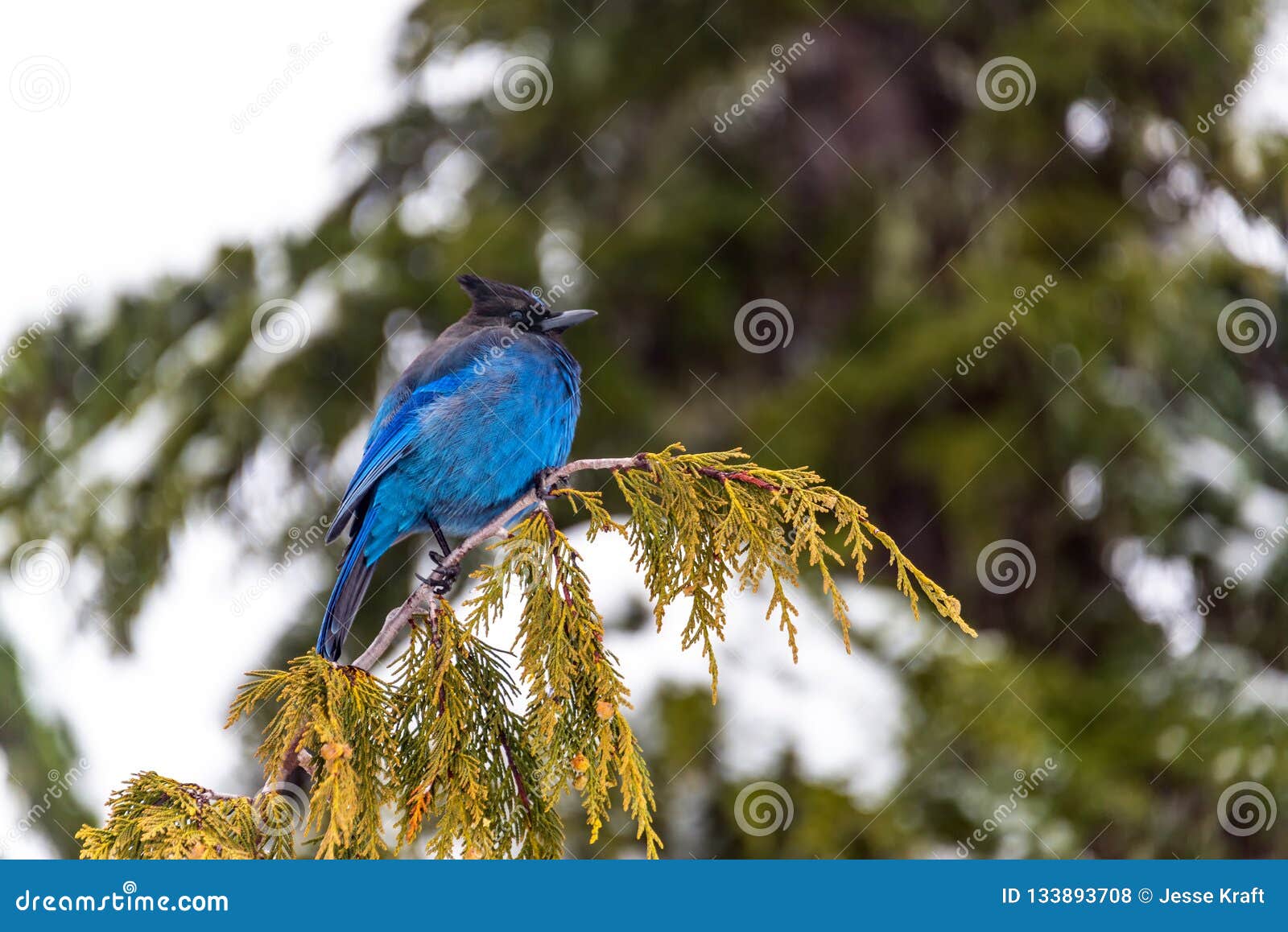 Stellar`s Jay on a Tree stock photo. Image of view, rainier - 133893708