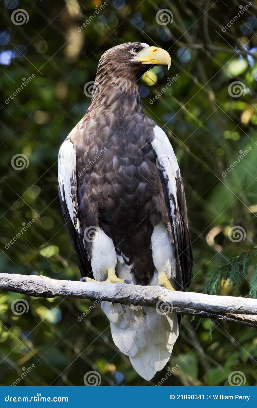 Stellar S Sea Eagle Haliaeetus Pelagicus Stock Image - Image of prey ...