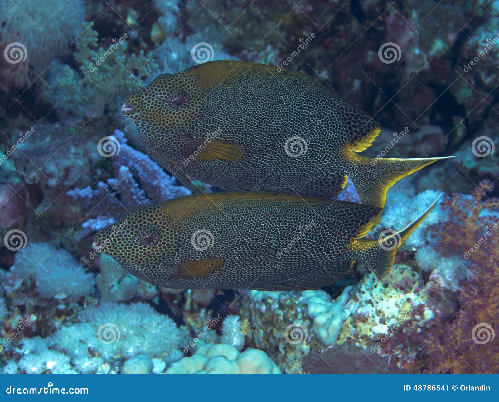 Stellate Rabbitfish - Siganus Stellatus Laqueus In Red Sea Stock Photo ...