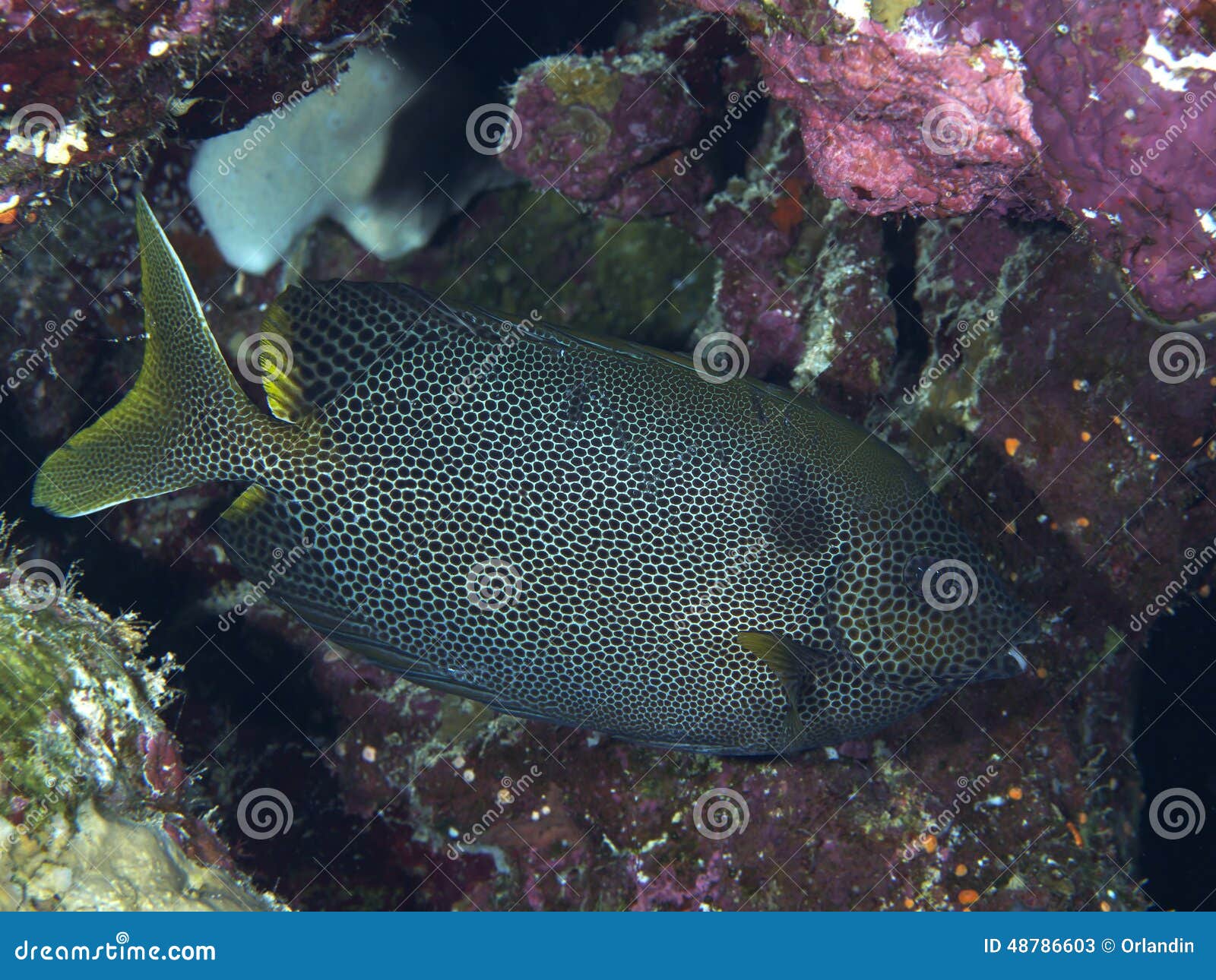 Stellate Rabbitfish - Siganus Stellatus Laqueus In Red Sea Stock Photo ...