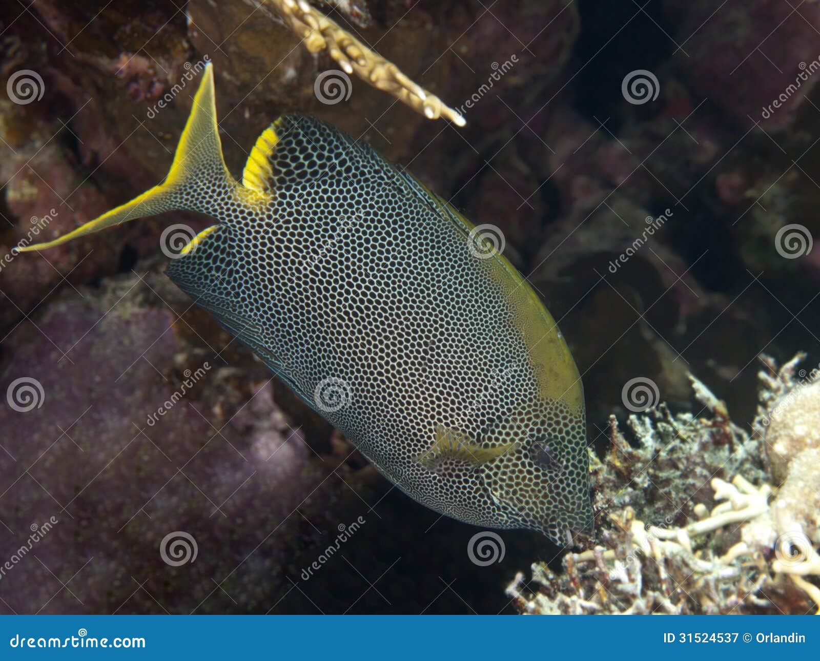 Stellate Rabbitfish - Siganus Stellatus Laqueus In Red Sea Royalty-Free ...