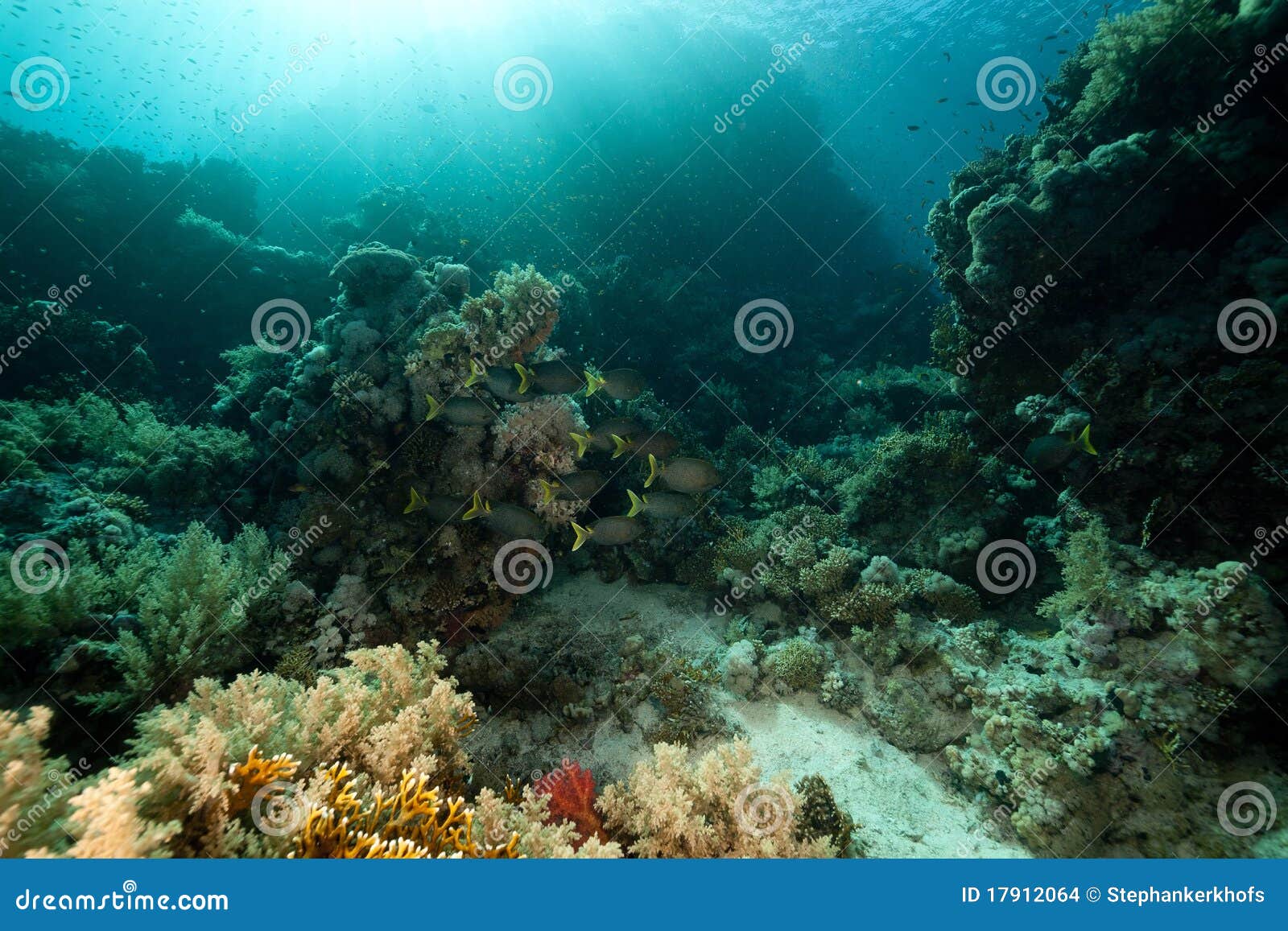 Stellate Rabbitfish - Siganus Stellatus Laqueus In Red Sea Royalty-Free ...