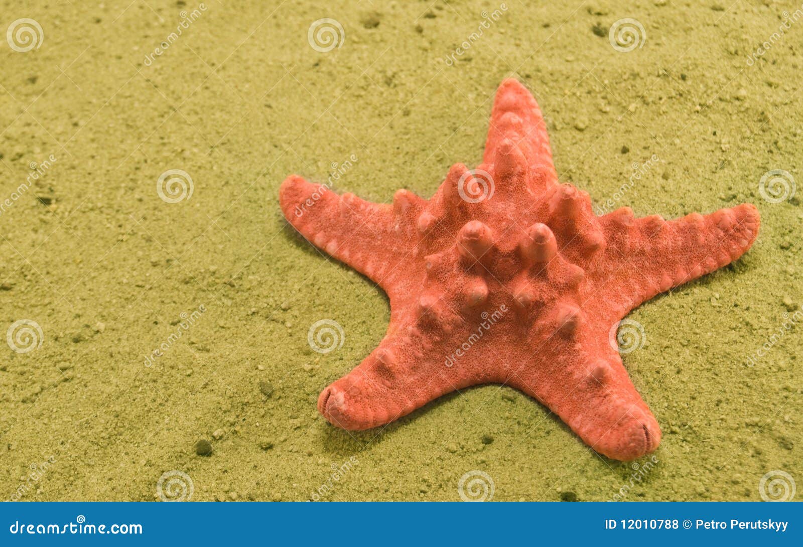 Stelle marine fotografia stock. Immagine di clima, sabbia - 12010788