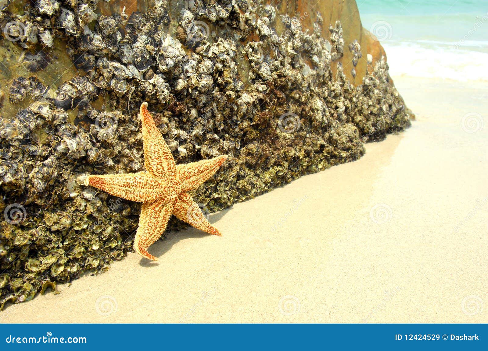 Stelle marine immagine stock. Immagine di florida, felice - 12424529