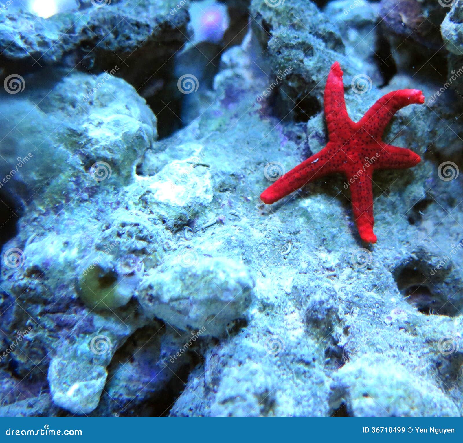 Stelle marine immagine stock. Immagine di starfish, mare - 36710499