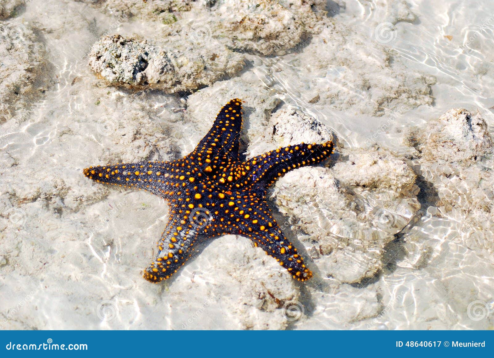 Stelle marine immagine stock. Immagine di pesci, pace - 48640617