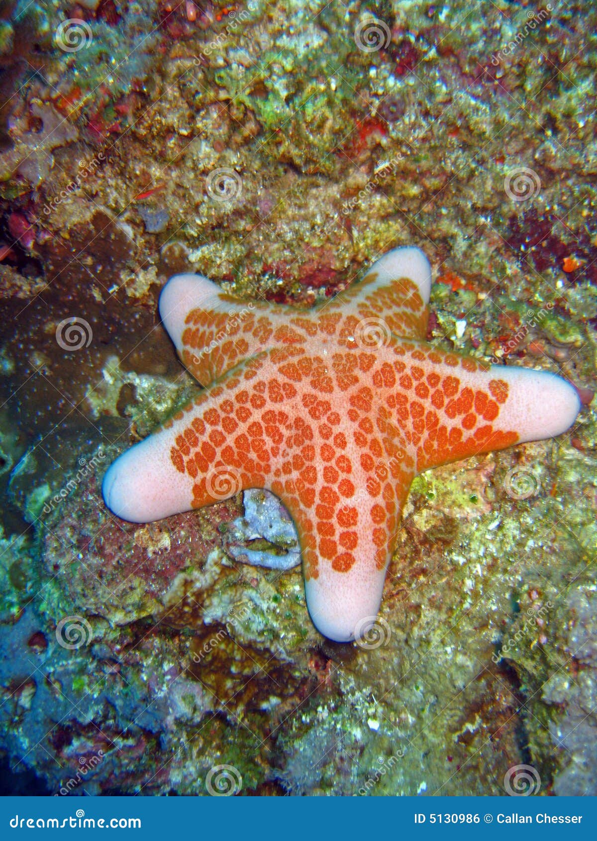 Stelle marine fotografia stock. Immagine di acquatico - 5130986