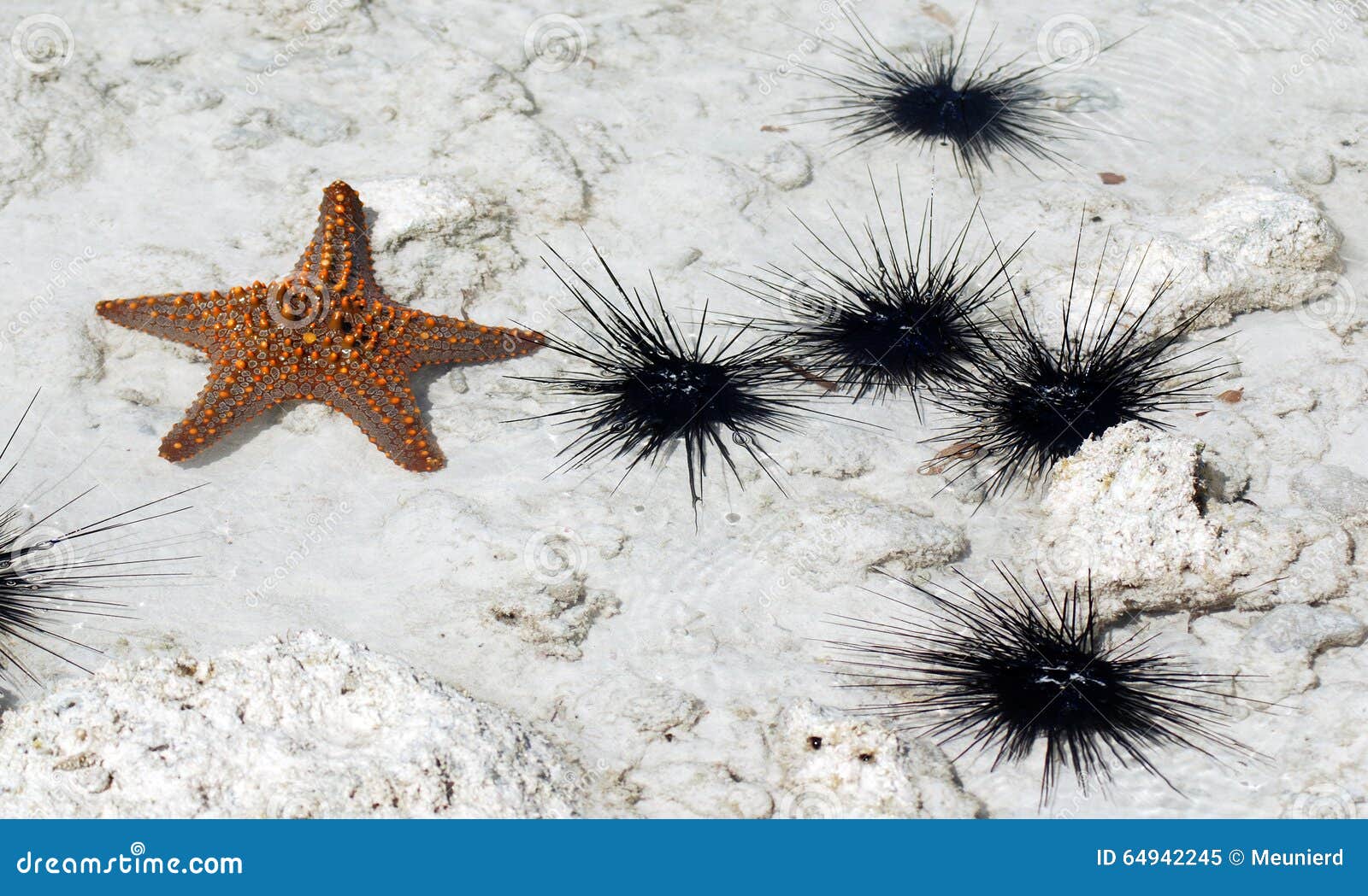 Stelle marine immagine stock. Immagine di verde, caraibico - 64942245