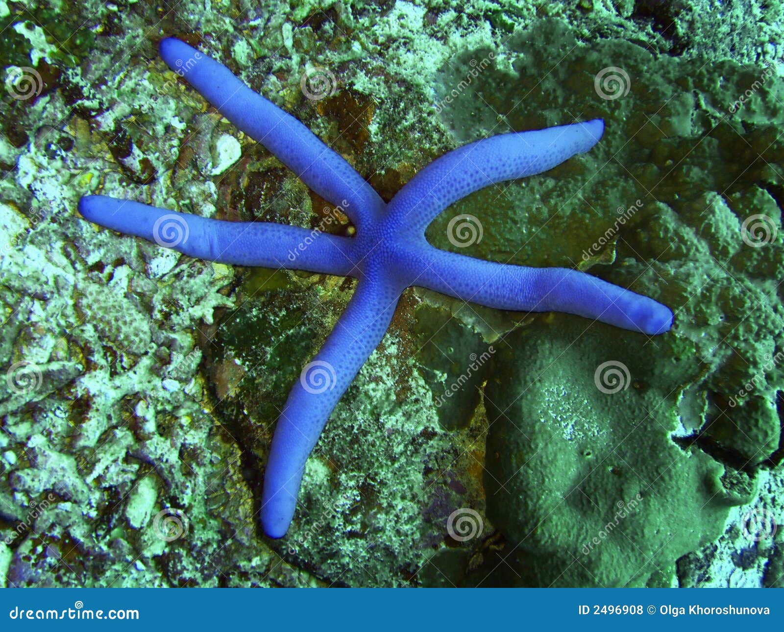 Stelle marine blu fotografia stock. Immagine di contesto - 2496908