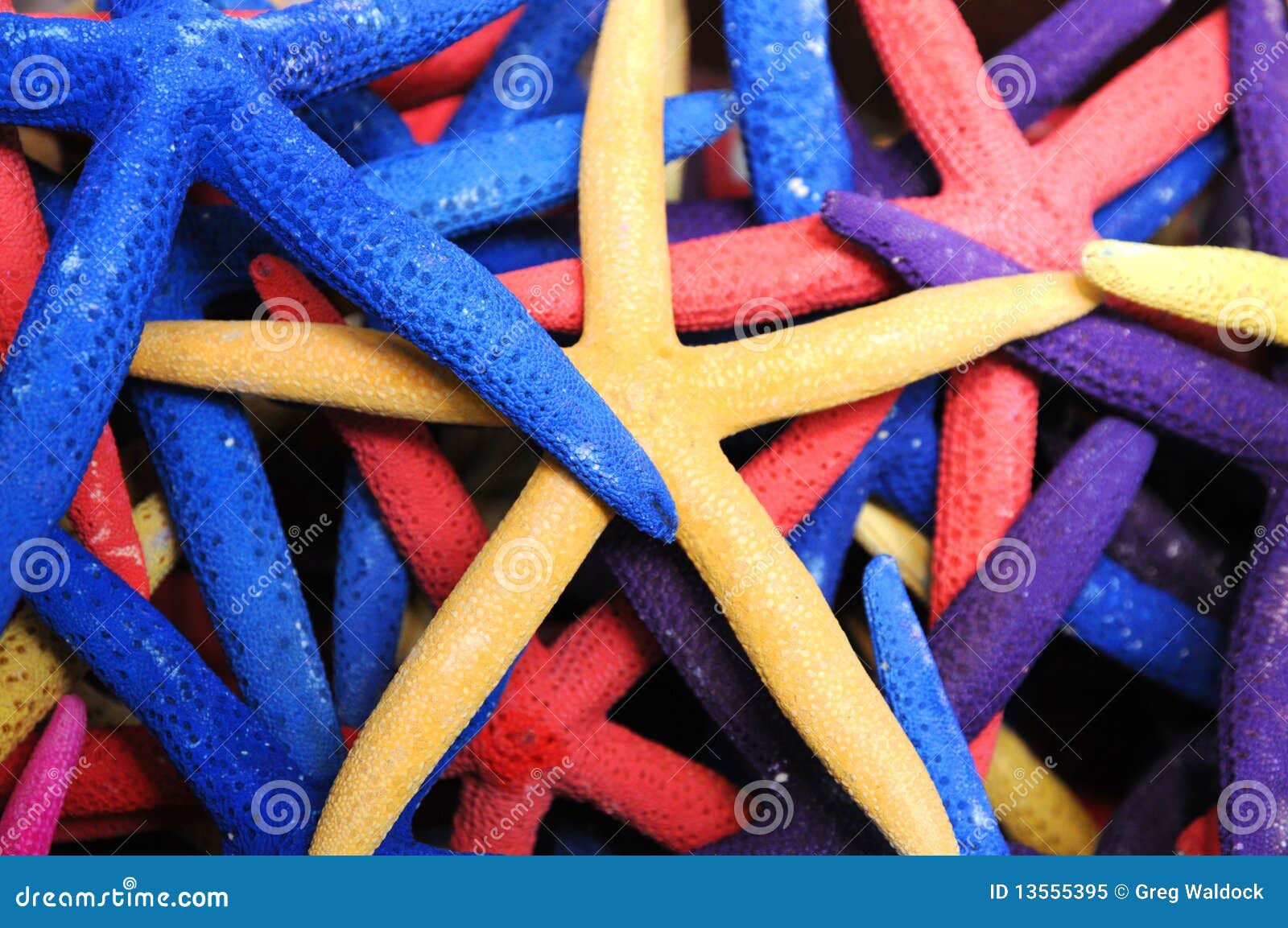 Stelle marine Colourful immagine stock. Immagine di mare - 13555395