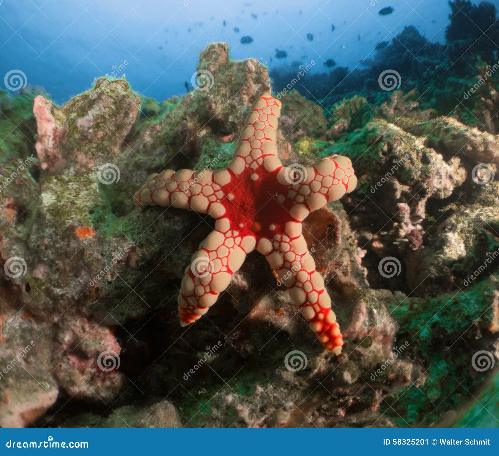 Stelle Marine Di Corallo Maldive Immagine Stock - Immagine di manta ...