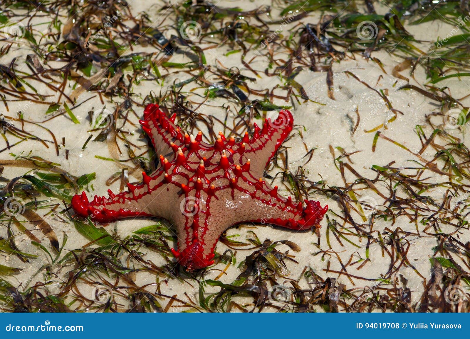 Stelle Marine Naturali Nel Mare Fotografia Stock - Immagine di acquario ...